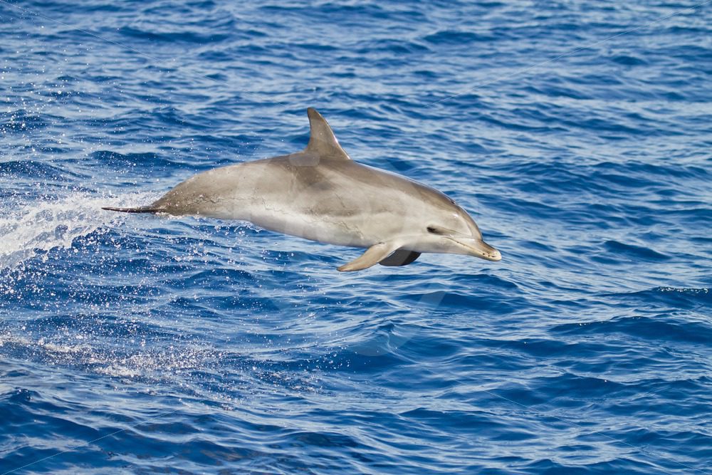 Bottlenose dolphin jumping out of the waves - Nature Stock Photo Agency