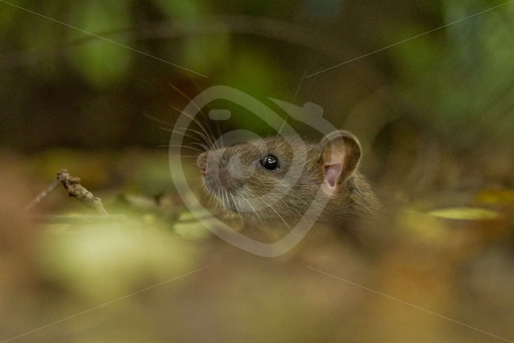 Brown rat coming out of hole - Nature Stock Photo Agency