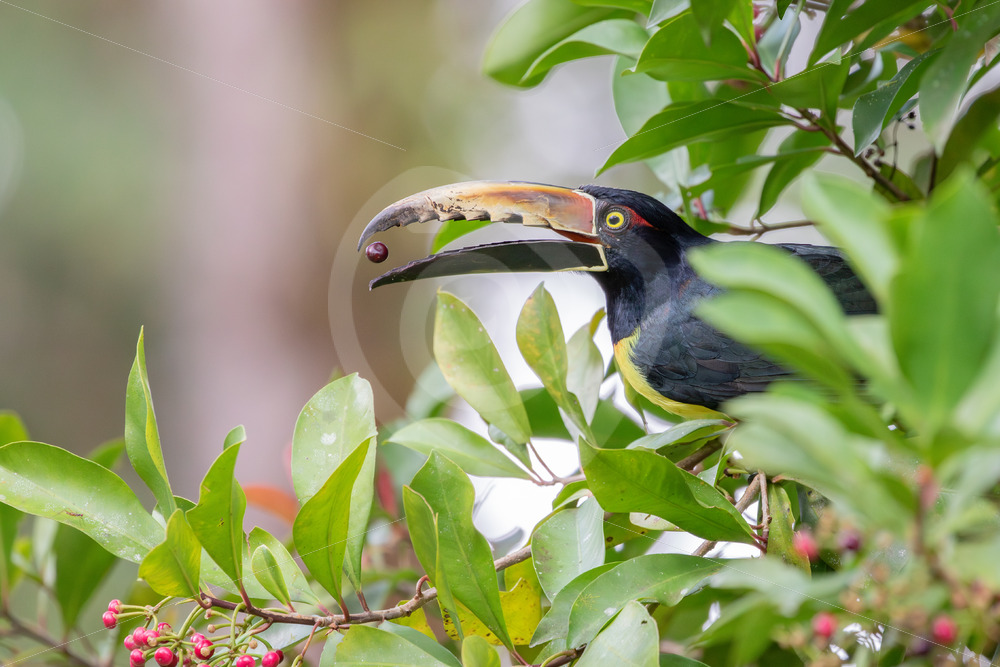 Collared aracari eating berries, Parque Nacional Volcán Arenal, Costa ...