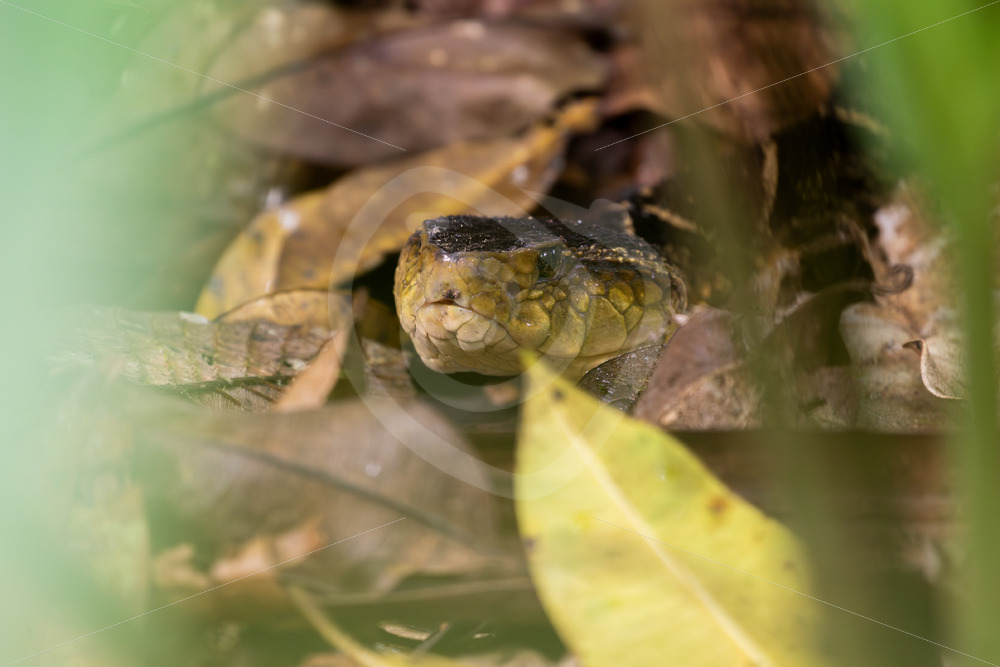 Fer-de-lance (common lancehead) hidden in the leaves on the ground, La ...