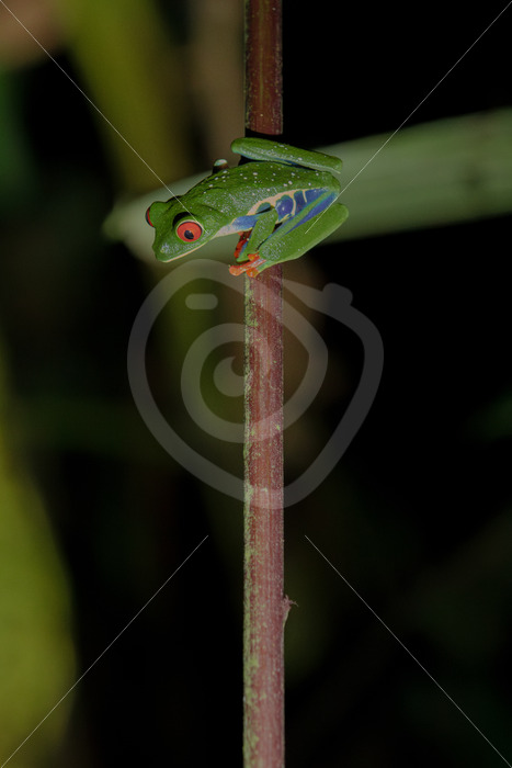 Red-eyed tree frog hanging on a branch in the rainforest, La Fortuna ...