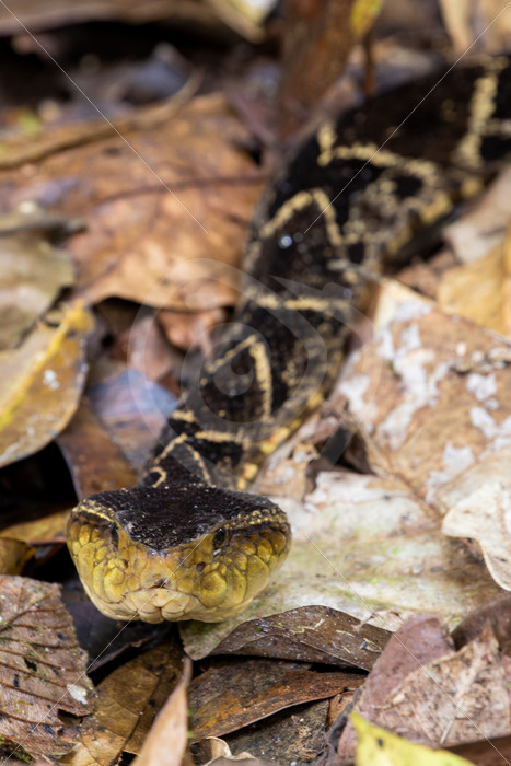 Ultimate pit-viper or Fer-de-lance, La Fortuna, Costa Rica - Nature ...
