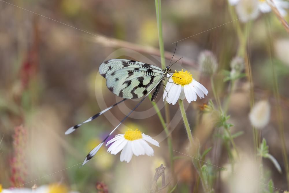 Grecian streamertail (Nemoptera coa) on a daisy, Lesvos, Greece ...