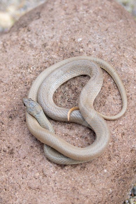 Ring-Headed Dwarf Snake from above on the island of Lesvos, Greece ...