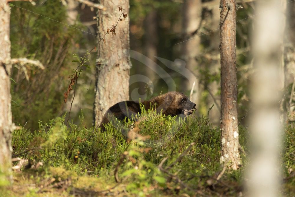 Wolverine eating in the woods - Nature Stock Photo Agency