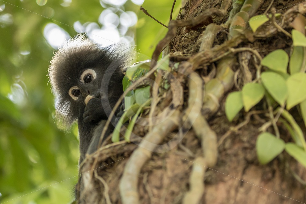 Dusky leaf monkey looking from behind a tree trunk - Nature Stock Photo ...