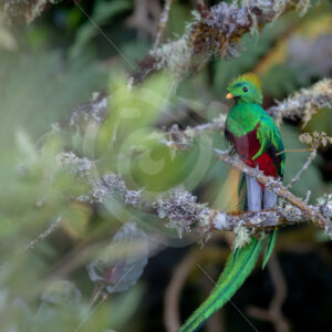 Blue-crowned motmot, Puntarenas, Costa Rica - Nature Stock Photo Agency