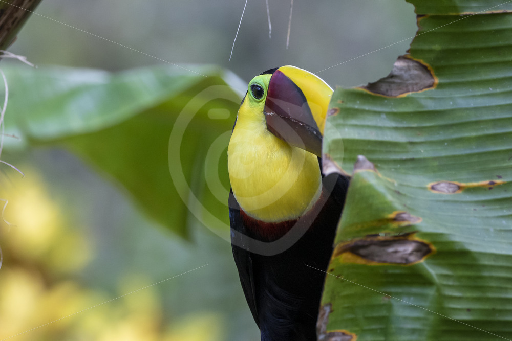 Yellow-throated toucan playing hide and seek, Puntarenas, Costa Rica ...